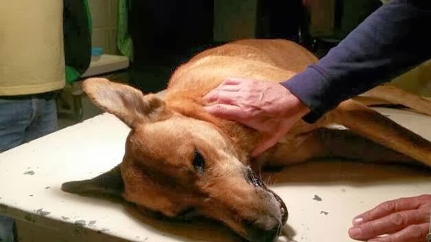 Buscan A Sujeto Que Mató A Balazos A Un Perrito En La Cruz Chile