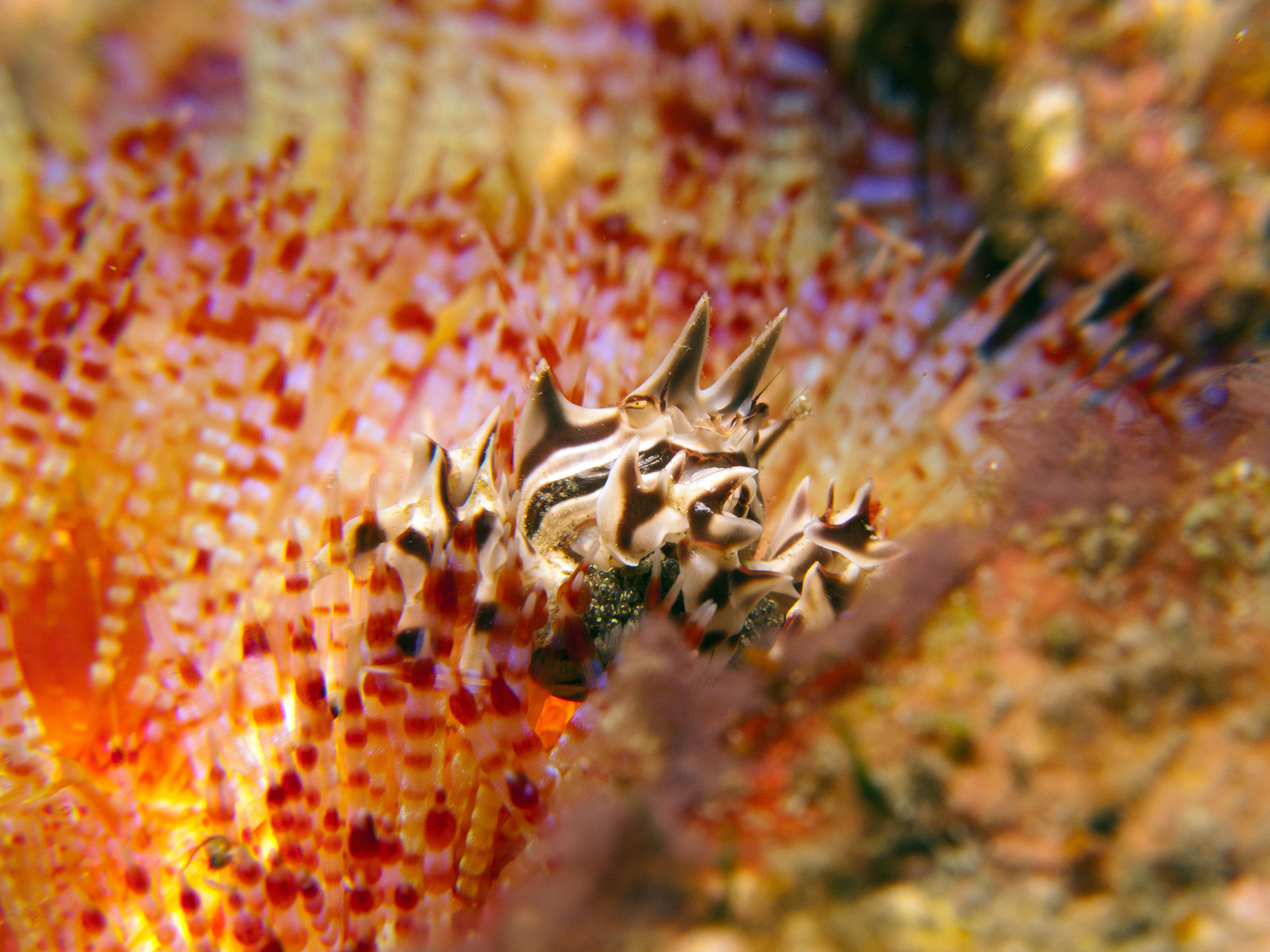 Real Monstrosities: Zebra Crab