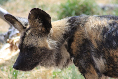 The Jungle Store: African Wild Dogs