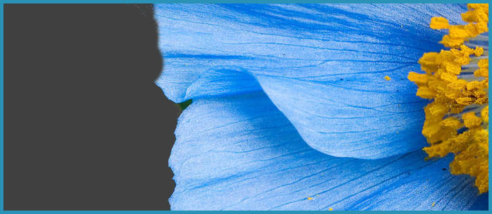 Blue Flower Headers