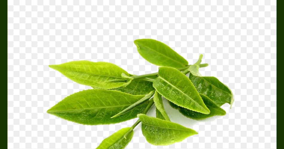 10 MANFAAT DAUN TEH BAGI TUBUH KITA YANG JARANG ORANG TAHU ~ KOMUNITAS ...