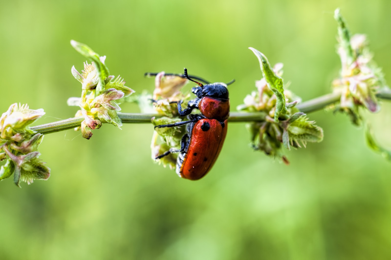 Montessori Outdoor Classroom: Let's Have A Lady Bug Tea Party ...