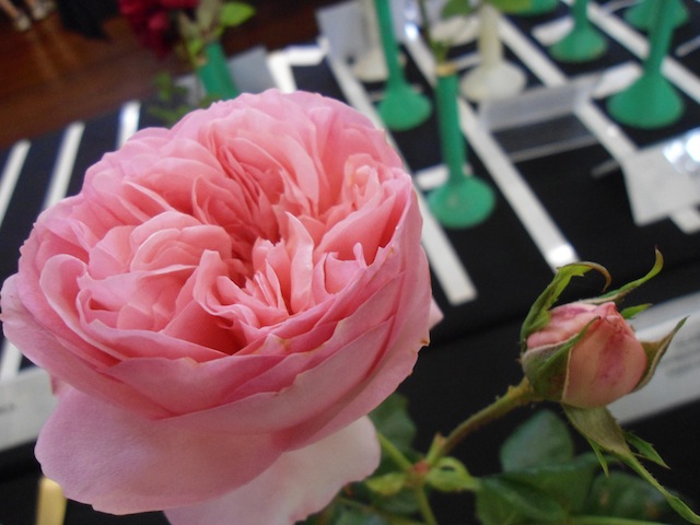 FLOWER OPERA: Rose delights