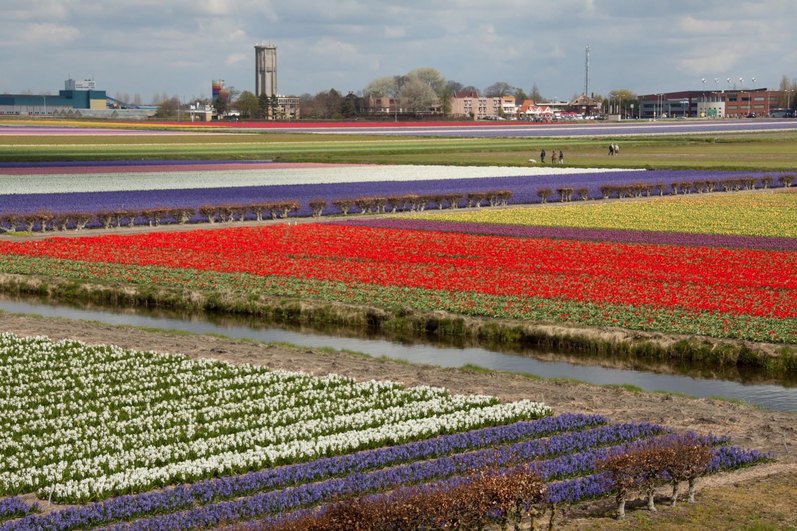 Peach and Thistle: Keukenhof Part III: The Bulb Fields