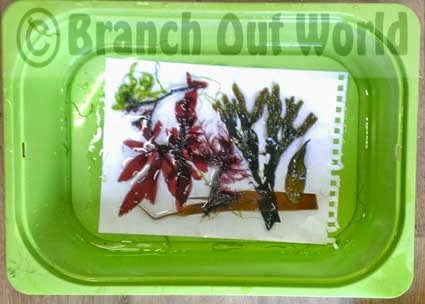 Beyond The Book Education: Summer Seaweed Craft