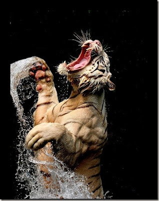 Curiosidades del Mundo: Fotos increíbles de animales asombrosos.