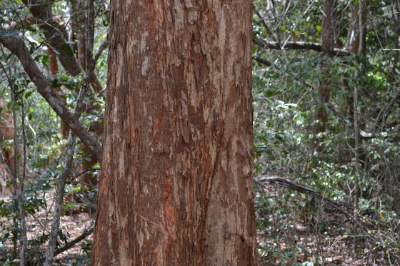 Всё о бегониях и не только...: Каромия (Karomia) / Каромия те́тенская ...