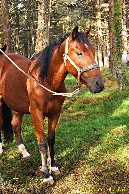 Un paseo,una foto: XXVII Feira do poldro e gando de monte. Muras (Lugo)