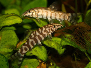 Common Loach Fish Diseases and How to Treat Them - fish-hobbyist