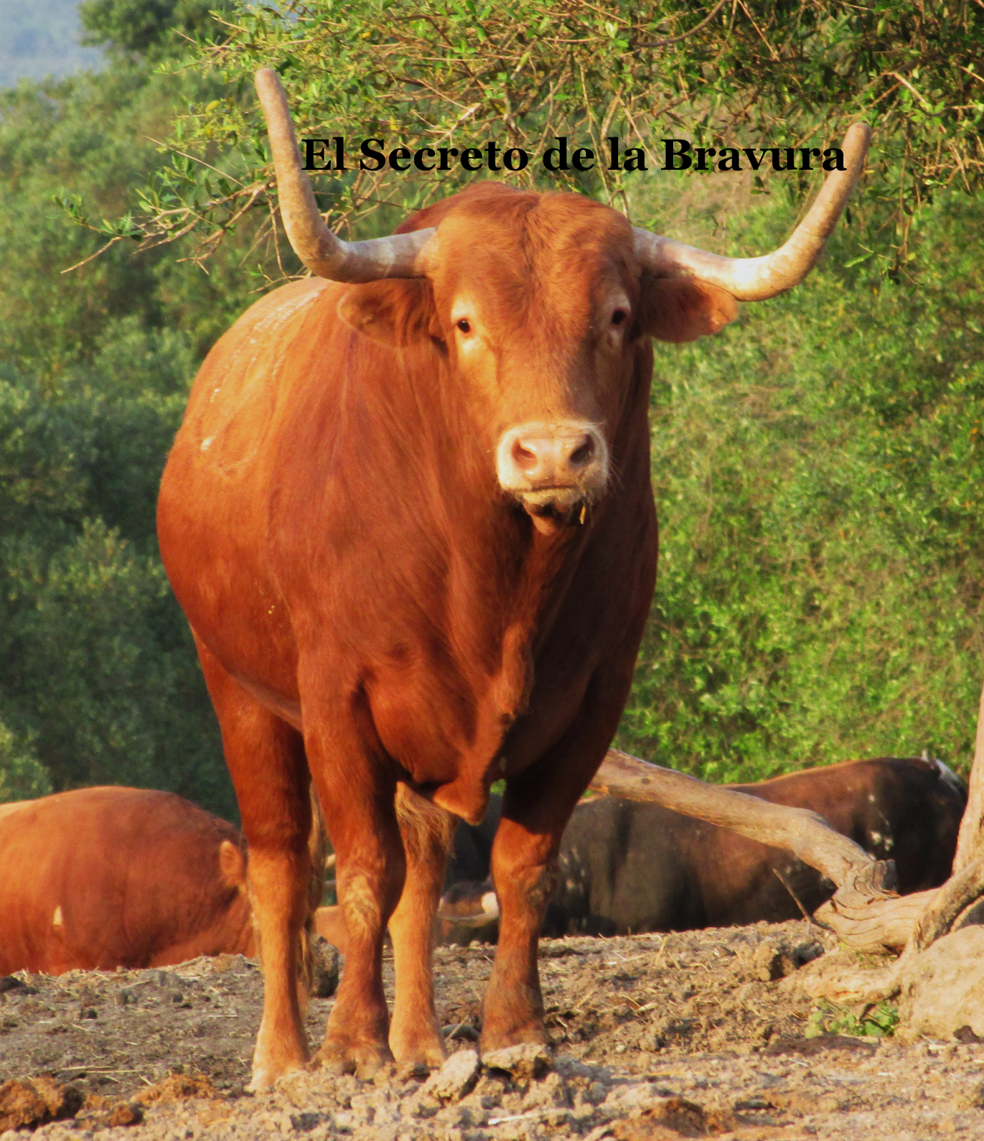 El Secreto de la Bravura: Viviendo del toro (II)