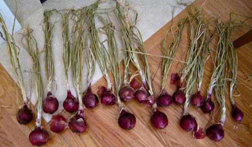 Daphne's Dandelions: How To Braid Onions
