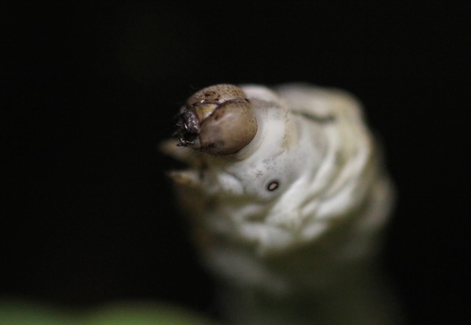 Amazing Silkworms: Anatomy of the Silkworm Larva