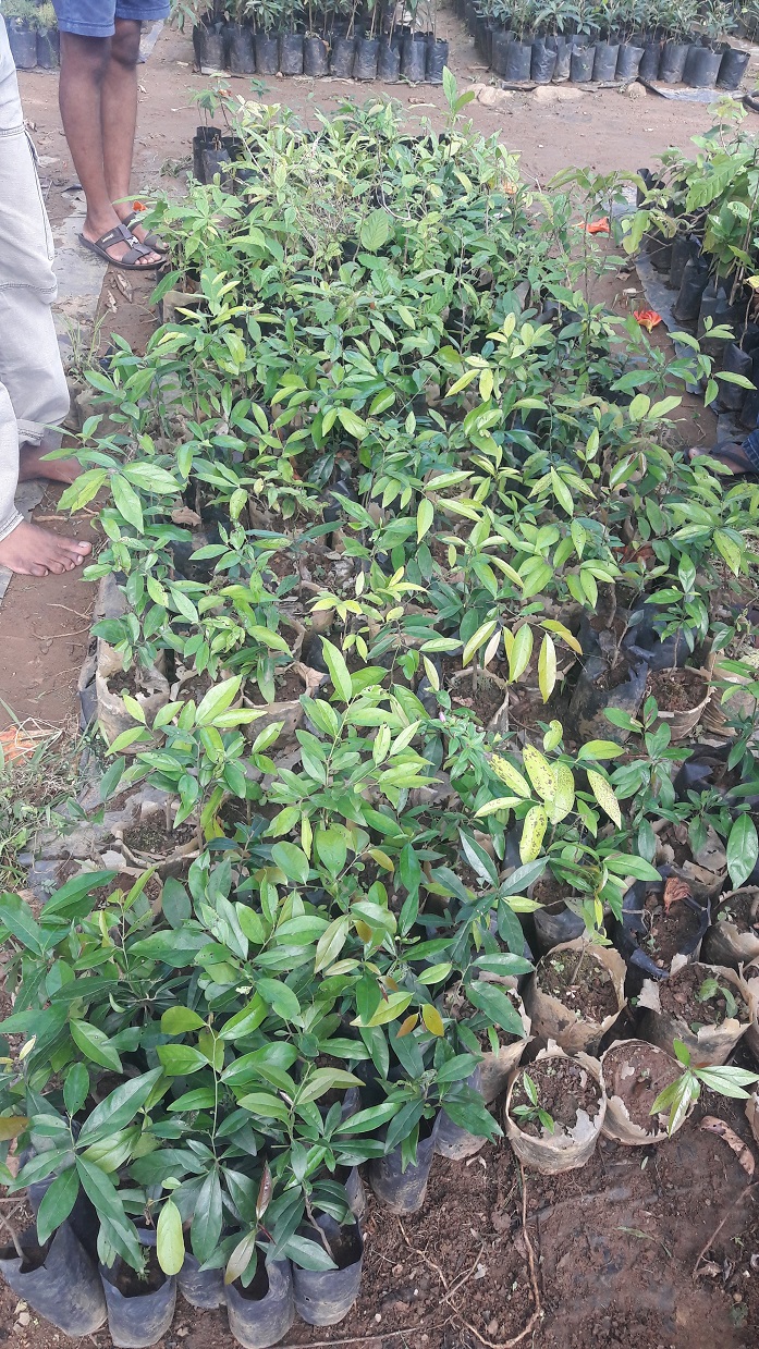 Kirigalpoththa: Kalumediriya