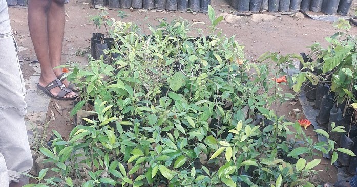 Kirigalpoththa: Kalumediriya