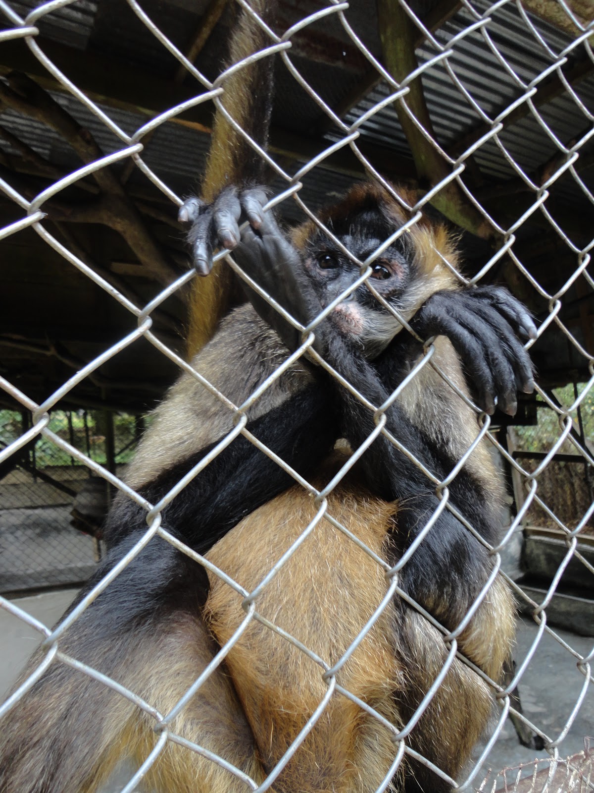 Costa Rica Kisa: Trip to San Carlos to a Costa Rican Zoo/ Rescue Center