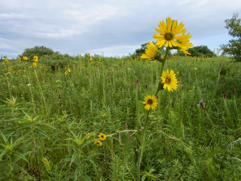 The Lucas Countyan: Prairie compass, prairie sunshine