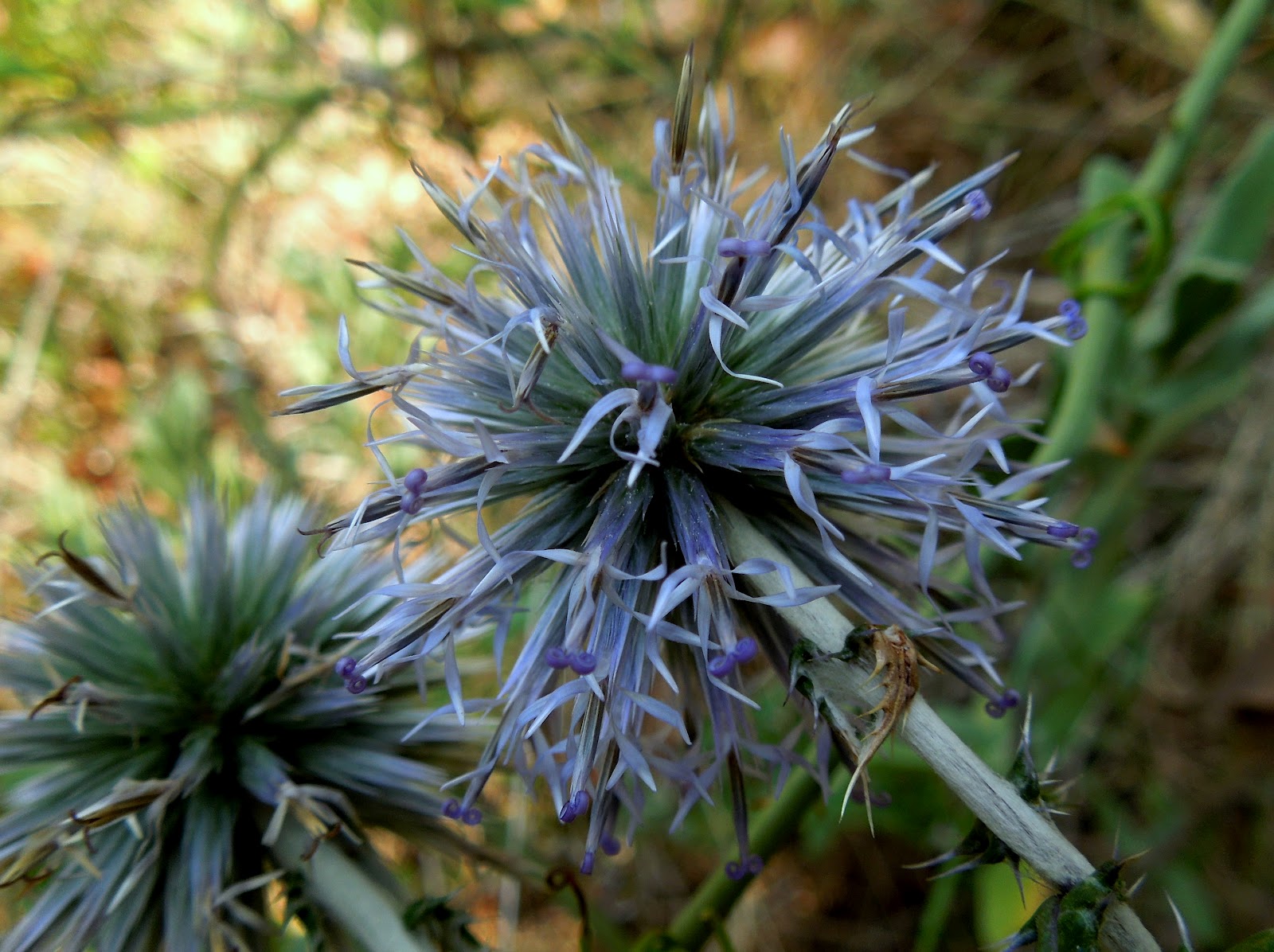 CARDO YESQUERO o CARDO AZUL - BOTÀNIC SERRAT