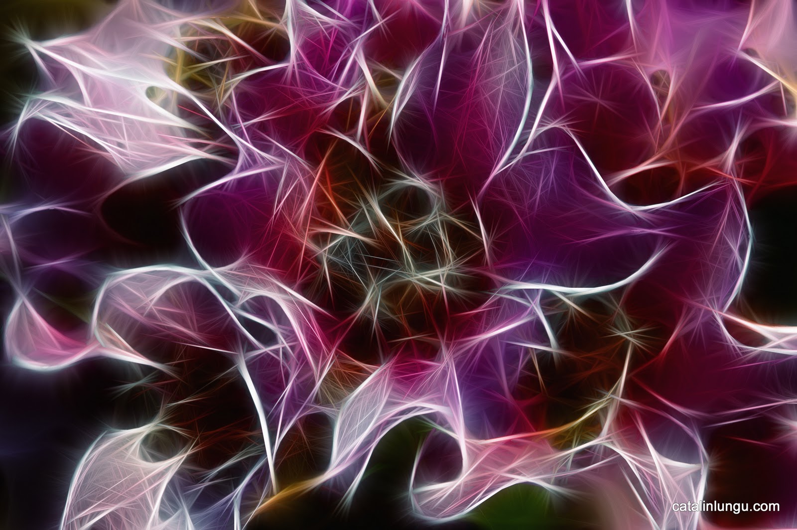 Fractal Flowers 3