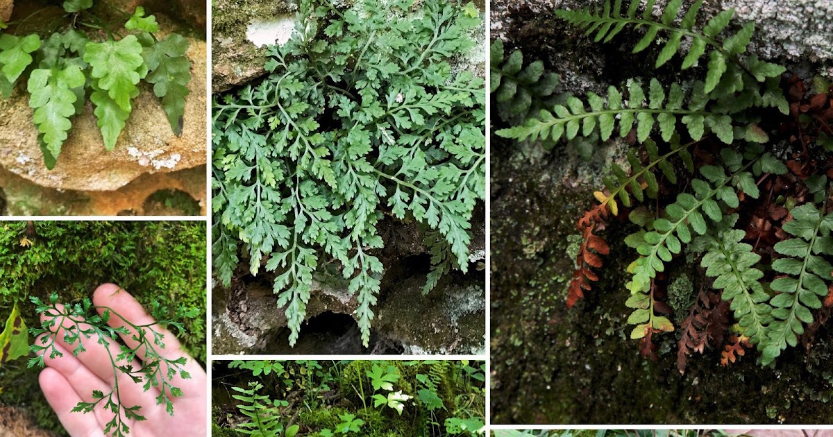 The Buckeye Botanist: The Asplenium Ferns of Ohio