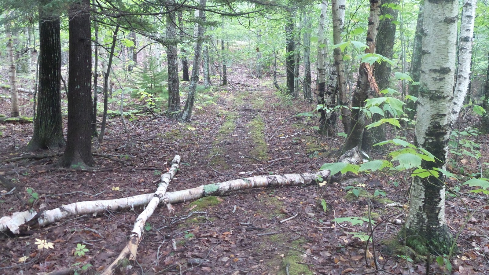 ABANDONED TRAILS OF ACADIA NATIONAL PARK: LOST GEORGE B. DORR BICYCLE PATH