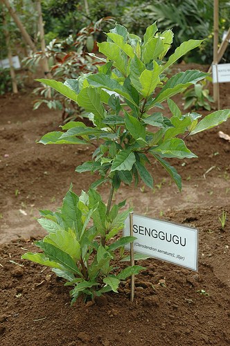 gurah hidung dengan pohon senggugu - Belajar Berkebun