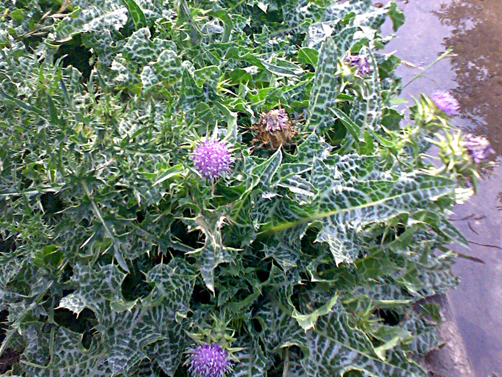 BITÁCORA DEL ESTADO LIBRE, SOBERANO E INDEPENDIENTE DE LEONLANDIA DEL ...