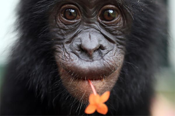 BONOBOS, MONOS CON PROBLEMAS DE VISTA