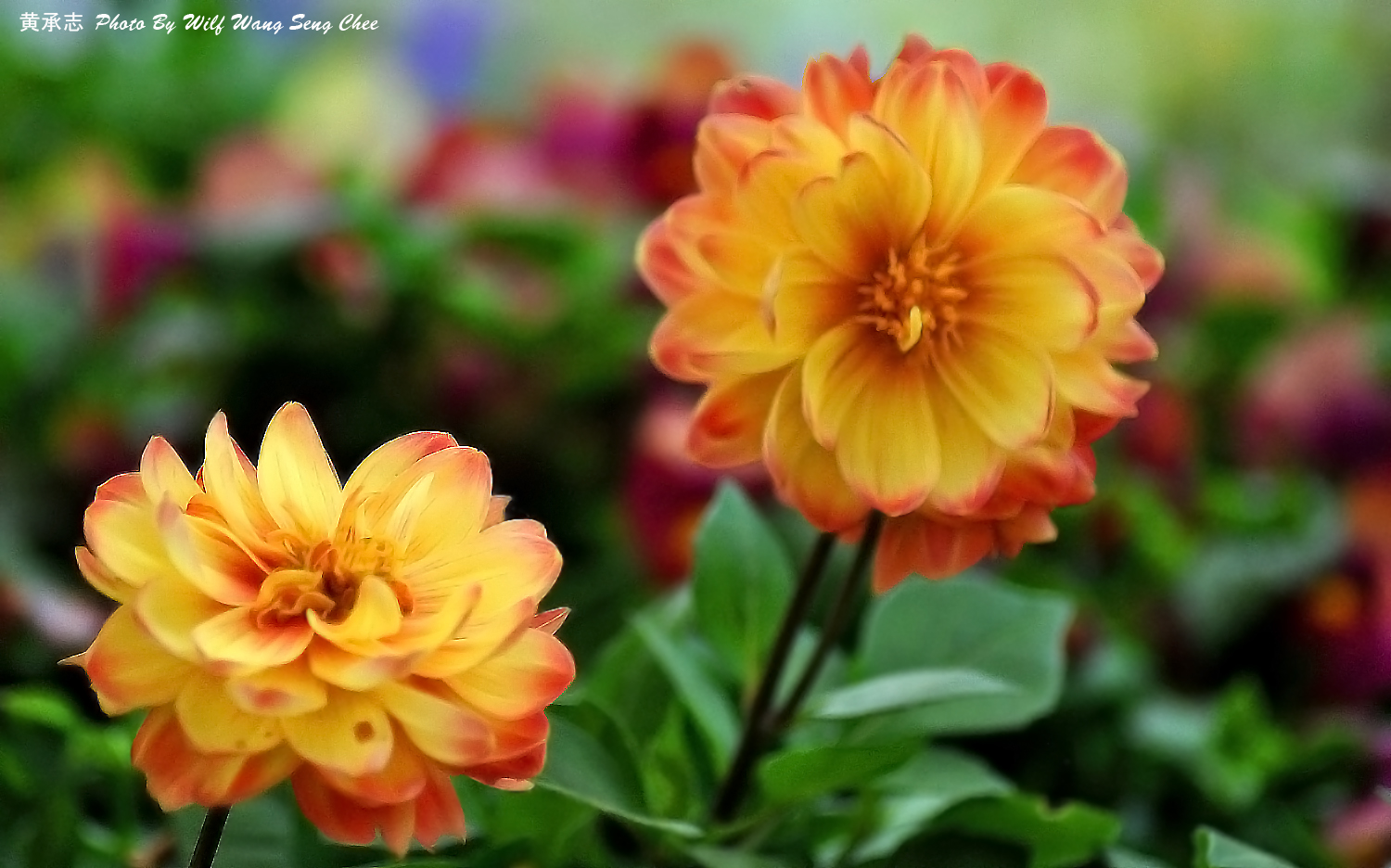 Torino In My eyes: Exhibition of the 15° CinemAmbiente festival