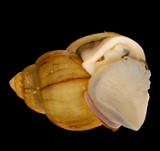 Aquasnail: Neothauma tanganyicense