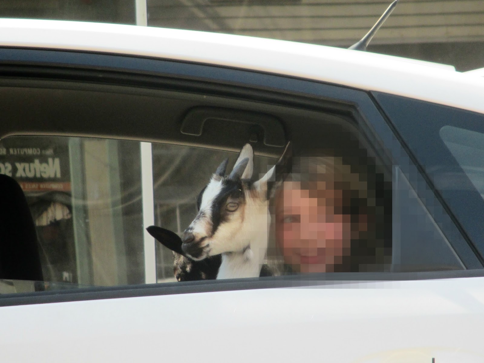 The Good, the Bad, and the Quirky: If Leah Had a Bucket List