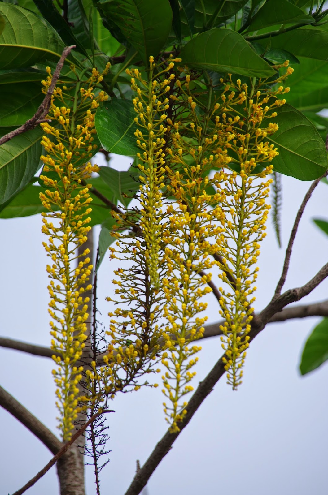 Trees and Plants: Golden Chain (Lophanthera lactescens)(Lanterneira)