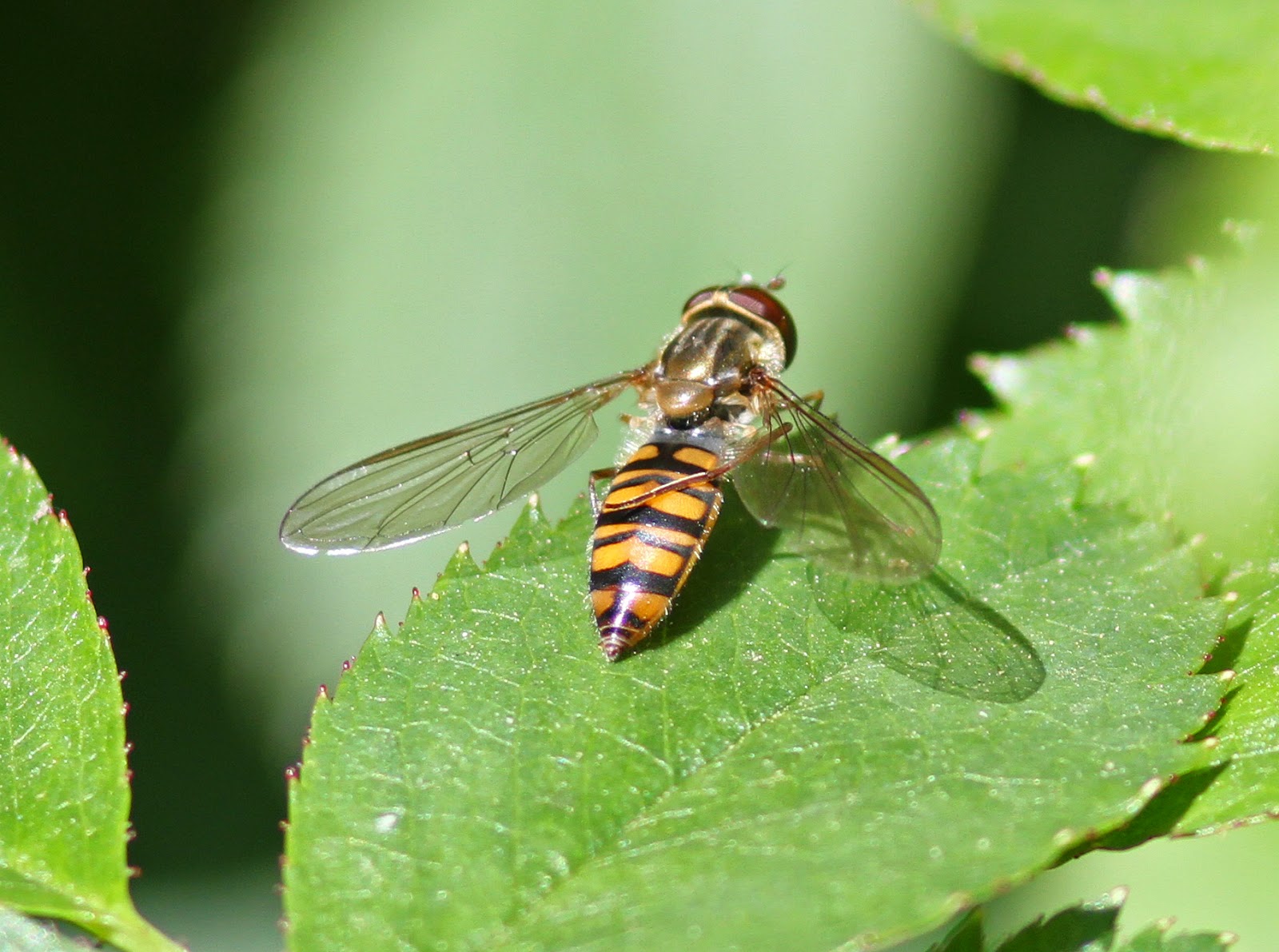 Non-stop Birding X: Hoverflies