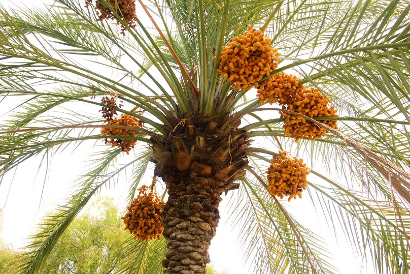 Viajando: As Tâmaras dos Emirados Árabes Unidos