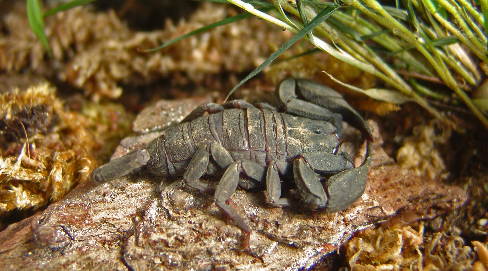 The Scorpion Files Newsblog: A new Euscorpiops from Vietnam