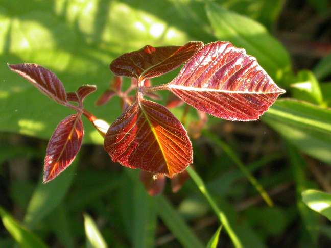 DiurnaLearn: How to identify poison ivy