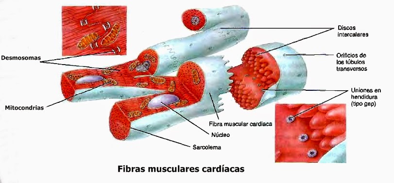 Tejido muscular cardíaco y sistema de conducción cardíaco - Anatomía ...