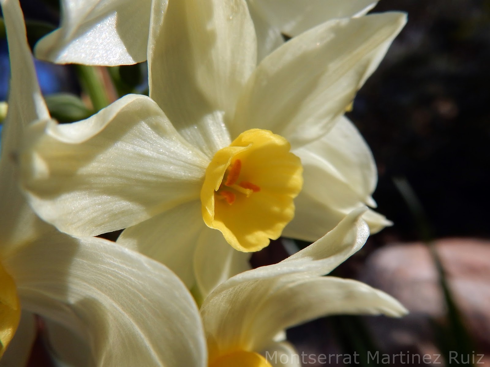 NARCISOS en flor - BOTÀNIC SERRAT