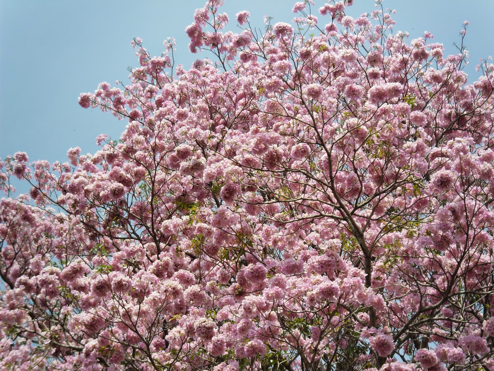 DIW Photography: University Of Peradeniya