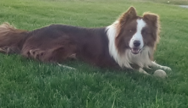 Rocky Mountain Border Collies: OUR COWBOYS