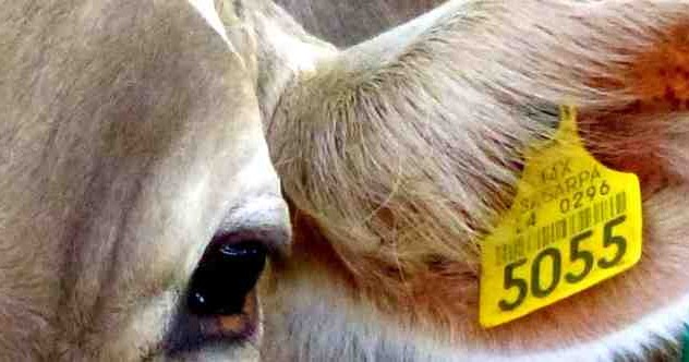 lineaveterinaria.mx: Aretes de identificación de ganado