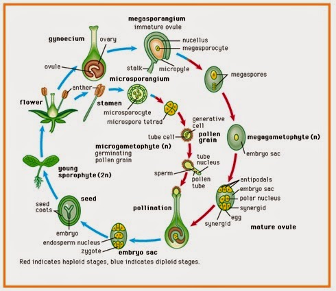 REPRODUKSI TUMBUHAN SMP | Materi dan Soal Biologi