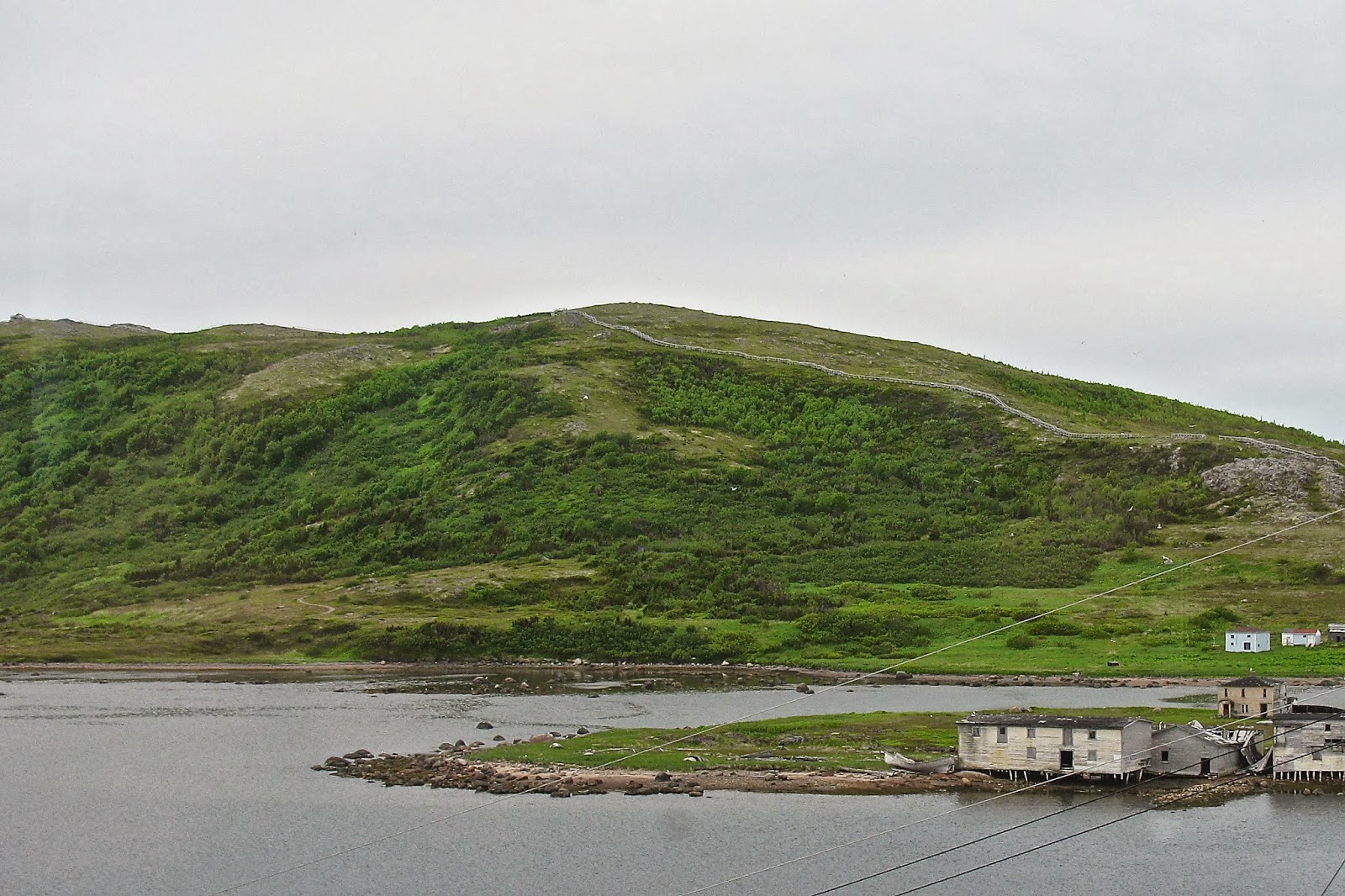 Standing Into Danger: All Things Newfoundland and Labrador: Tuckamore