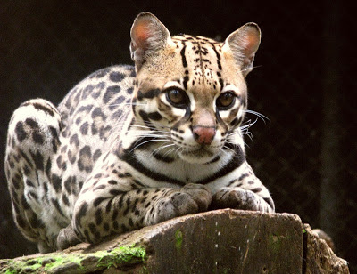 Ocelot Animal | Facts Information & Latest Pictures | All Wildlife ...