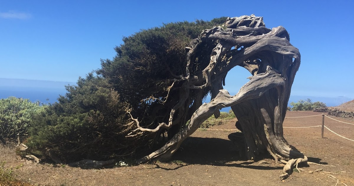 Canario, conoce tu tierra: El Hierro: Historia de la Sabina