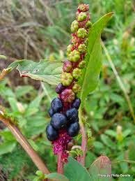 learning to dye: Madder and Inkweed