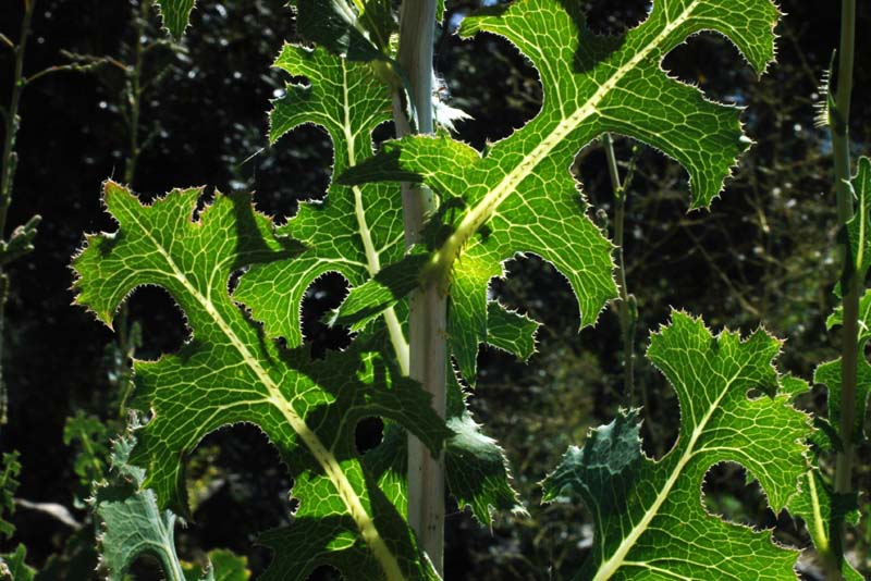 Dottor Natura: Lattuga selvatica - una pianta sacra dimenticata