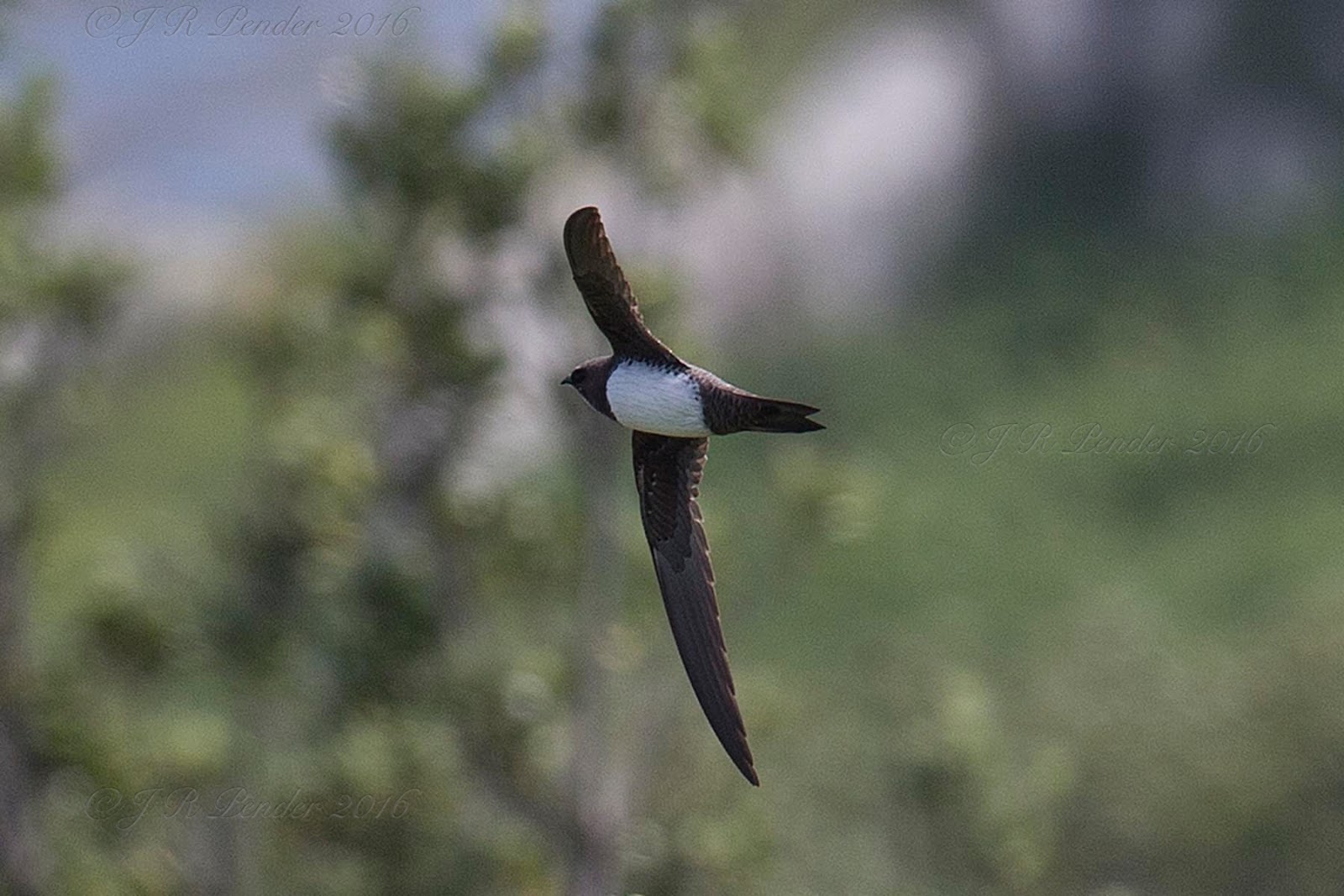 Joe Pender Wildlife Photography: Alpine Swift
