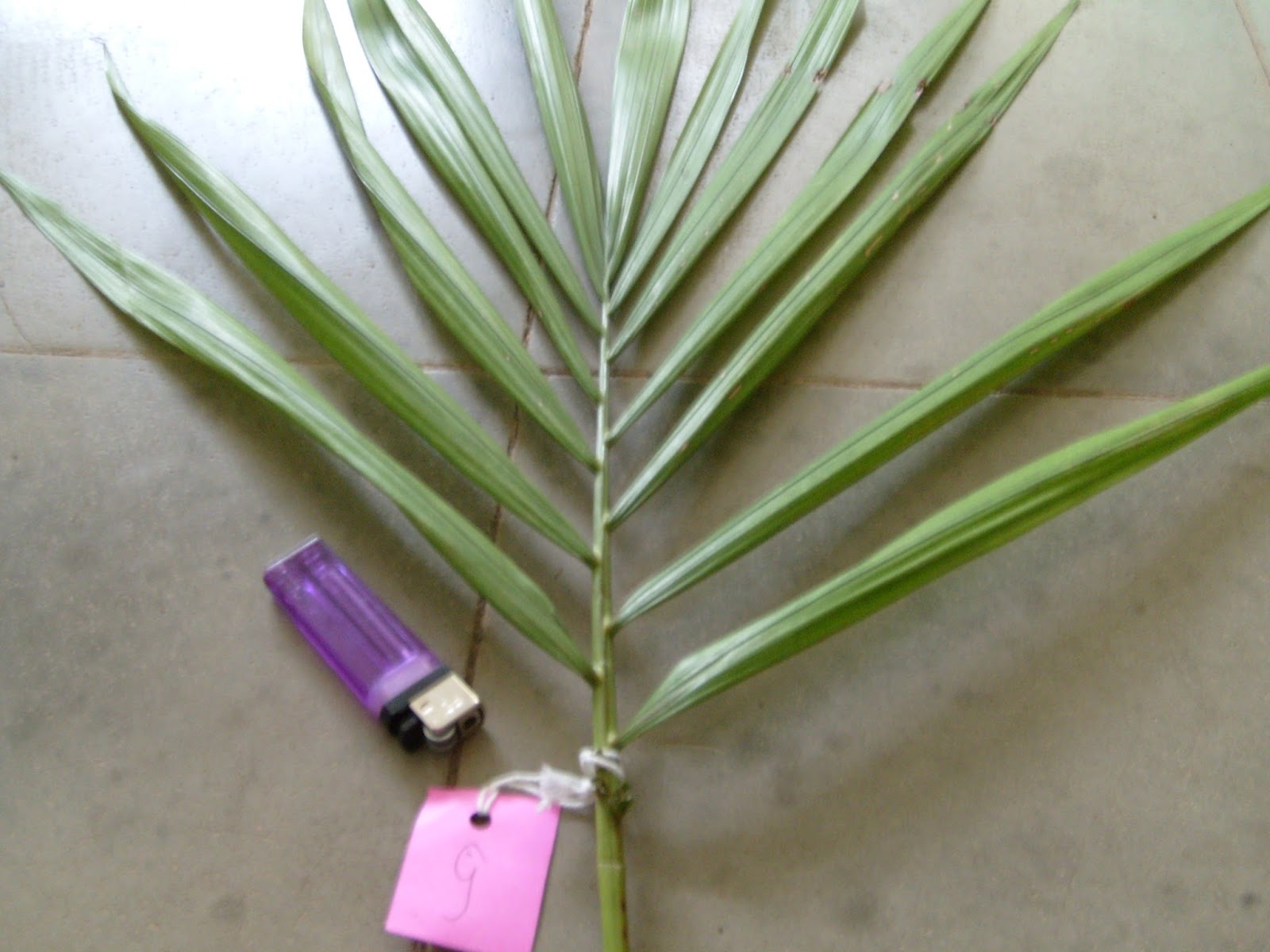 All New Blog ~: ~Dendrologi : Famili Arecaceae~