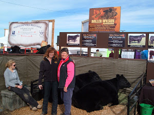 HOLLYWOOD ANGUS STUD: EMBRYOS FROM MILLER WILSON ANGUS (DMM), CANADA