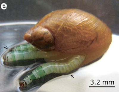 Zombie Snail - Mind Controlling Parasites : r/natureismetal